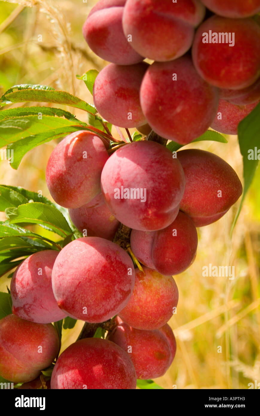 Santa rosa plums hi-res stock photography and images - Alamy