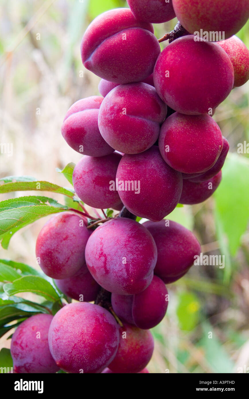 Santa rosa plums hi-res stock photography and images - Alamy