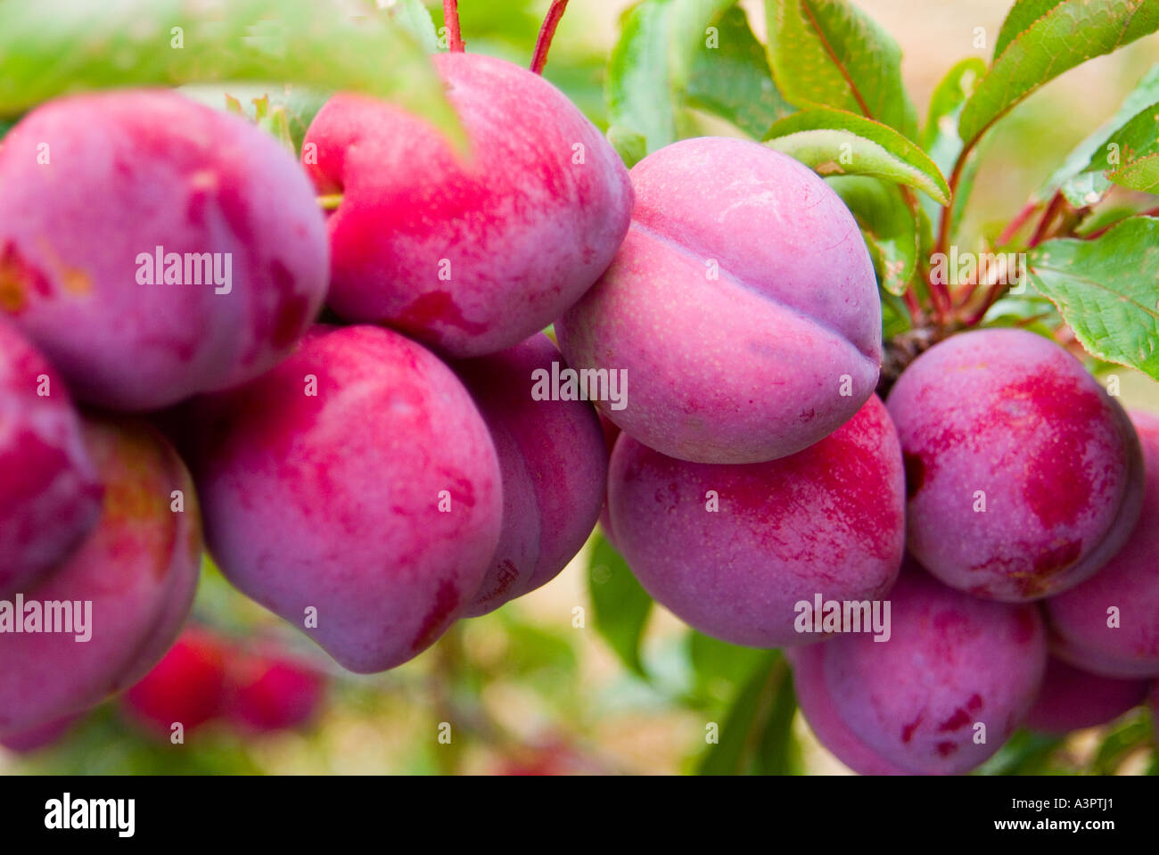Santa rosa plums hi-res stock photography and images - Alamy