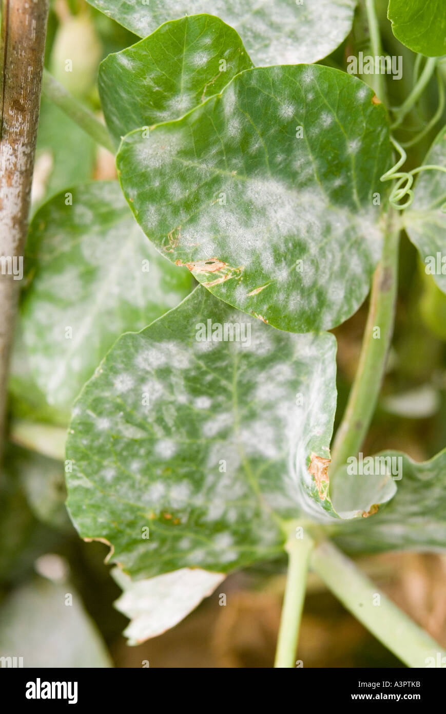 Mildews hi-res stock photography and images - Alamy