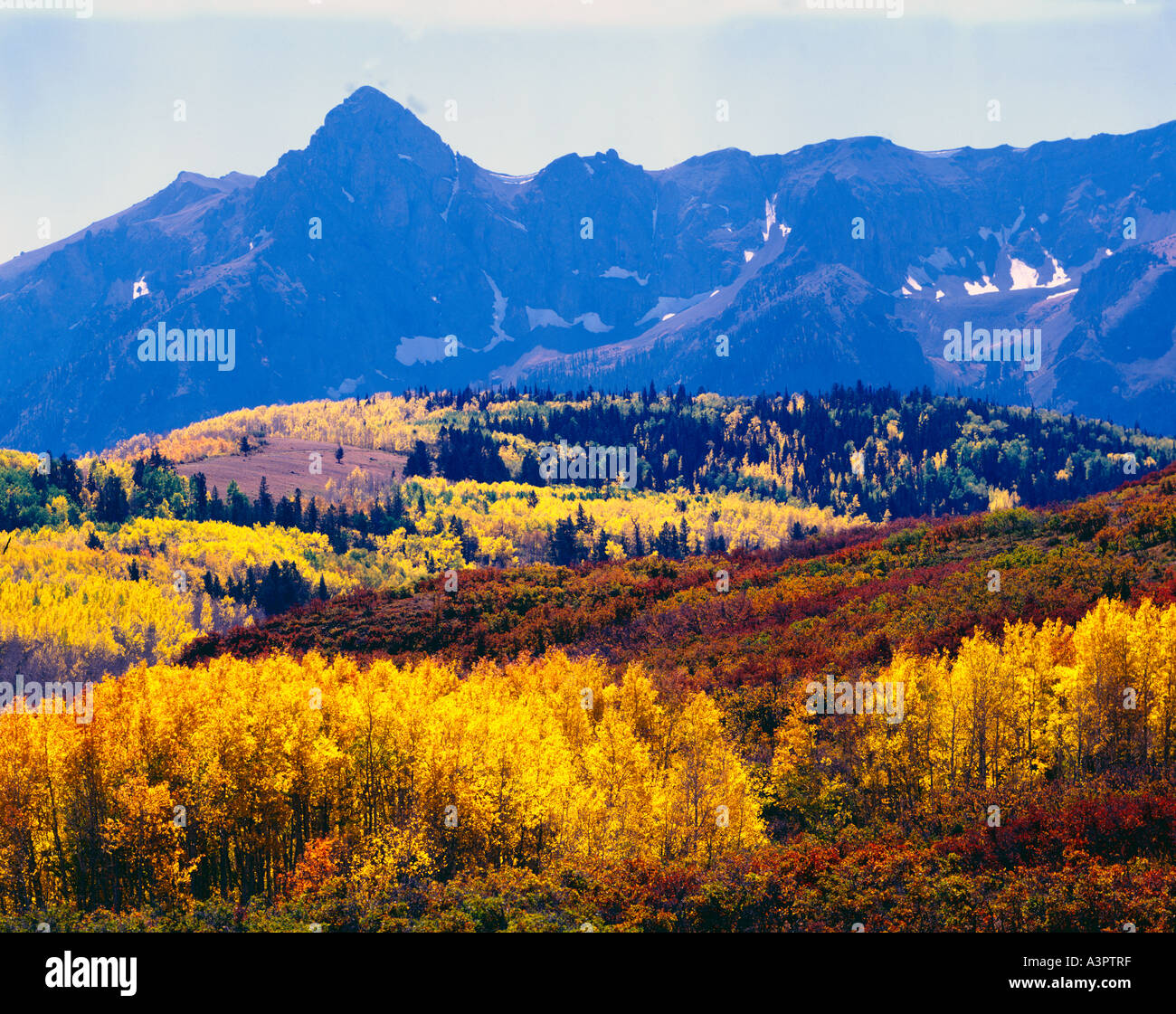 Aspen trees turn the hillsides golden during September and October in ...