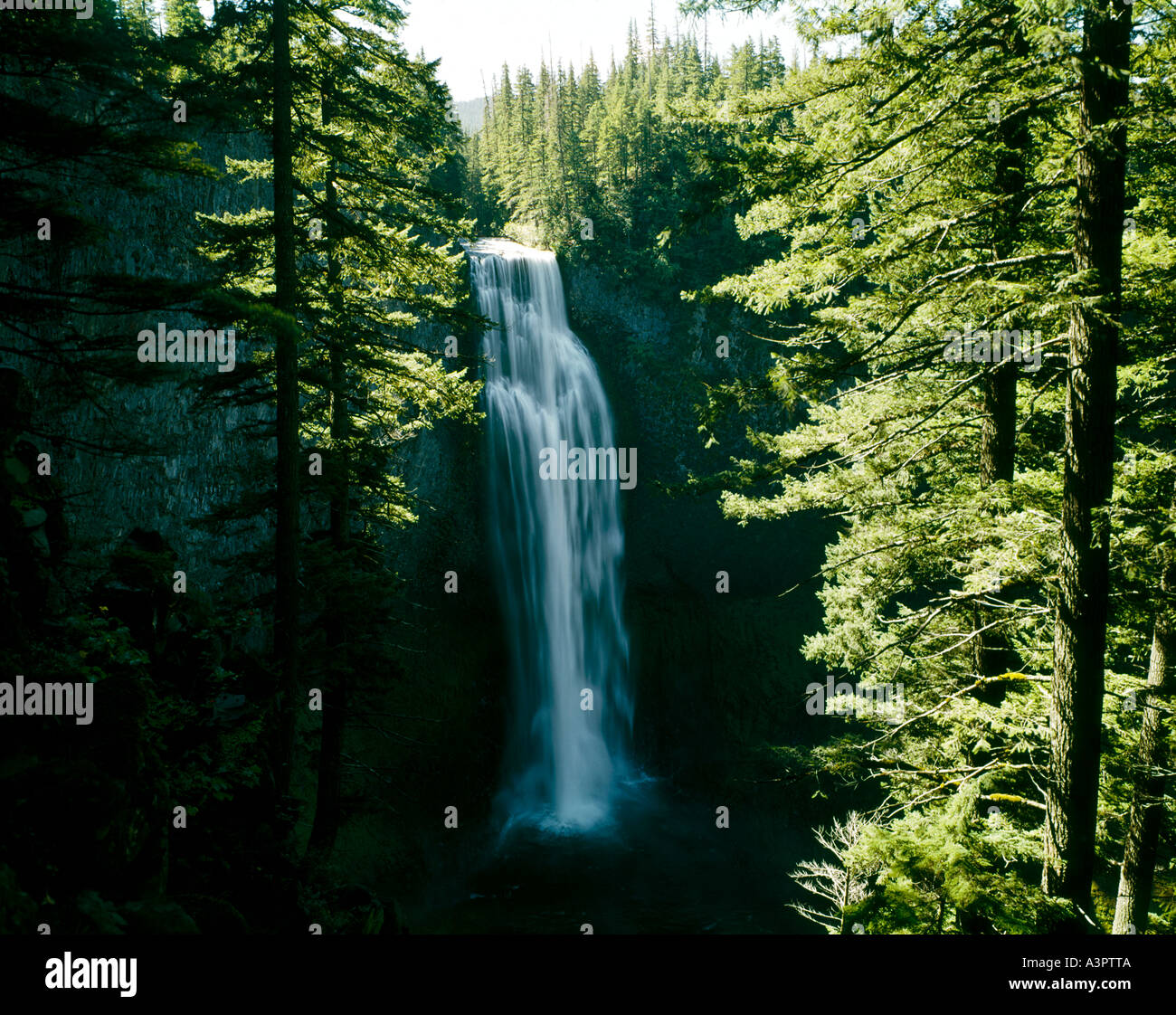 Salt Creek Falls drops into a forest basin in the Cascade mountains of ...