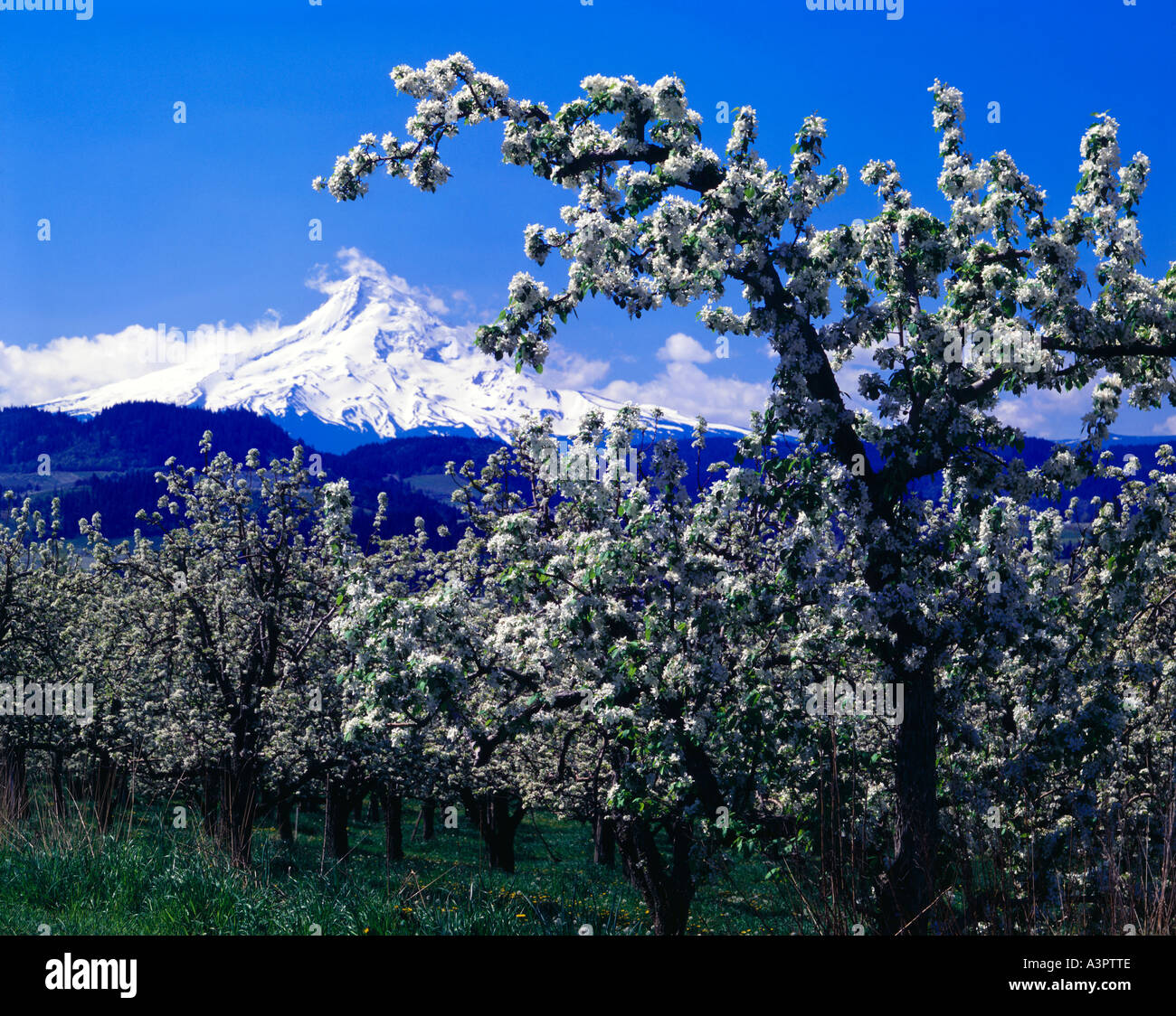 Blooming fruit trees frame a view of the Mount Hood which is the ...