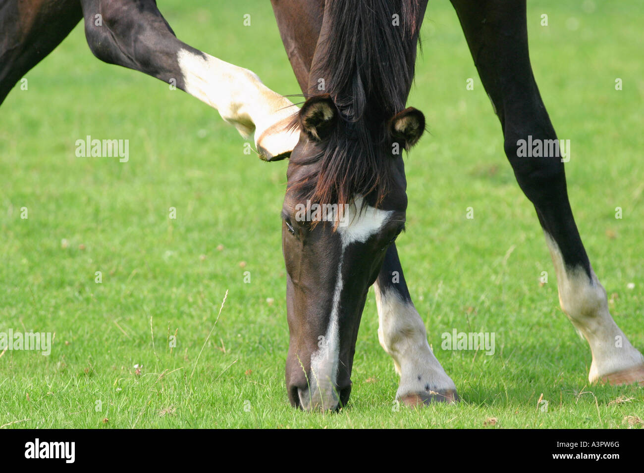 Baby horse hoof hi-res stock photography and images - Alamy