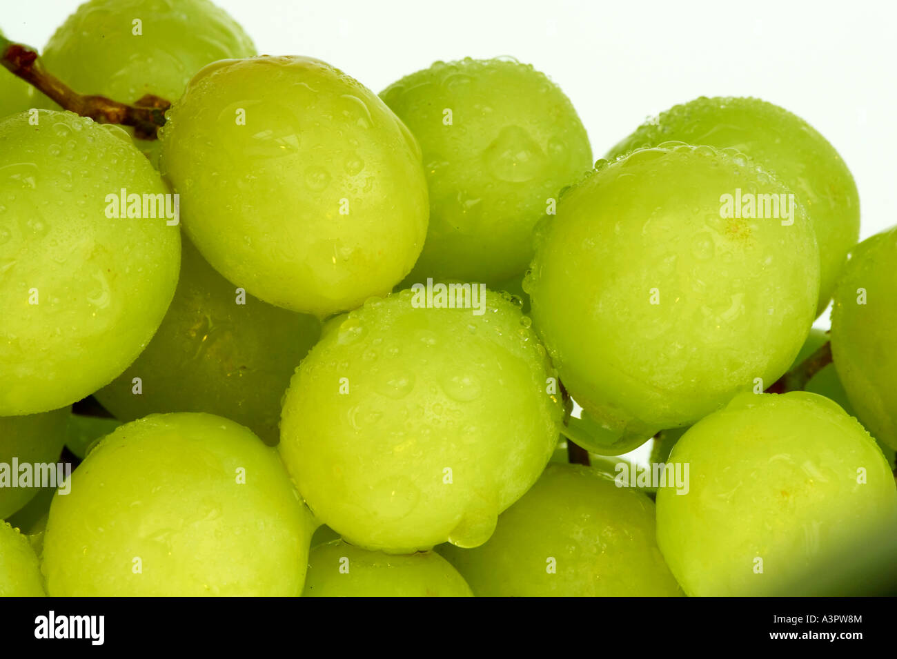 white seedless grapes Stock Photo - Alamy