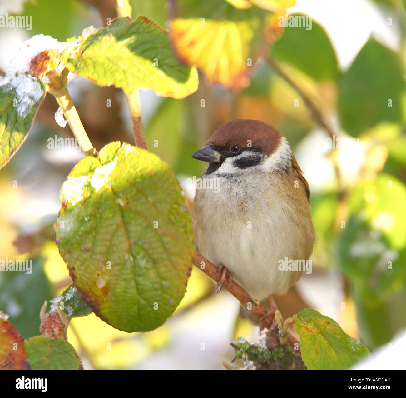British tree sparrow hi-res stock photography and images - Alamy