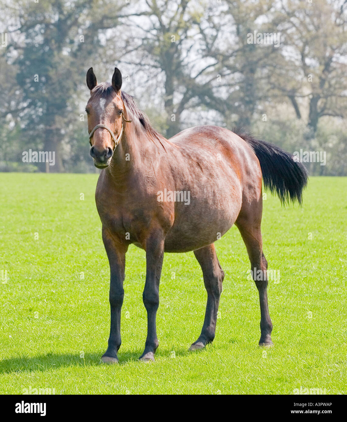 Broodmare hi-res stock photography and images - Alamy