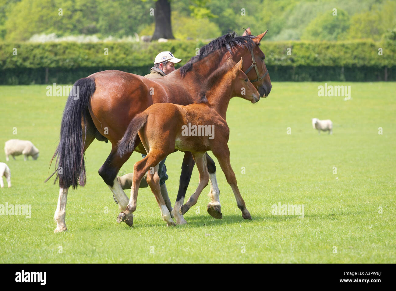 mare and foal being lead across field Stock Photo - Alamy