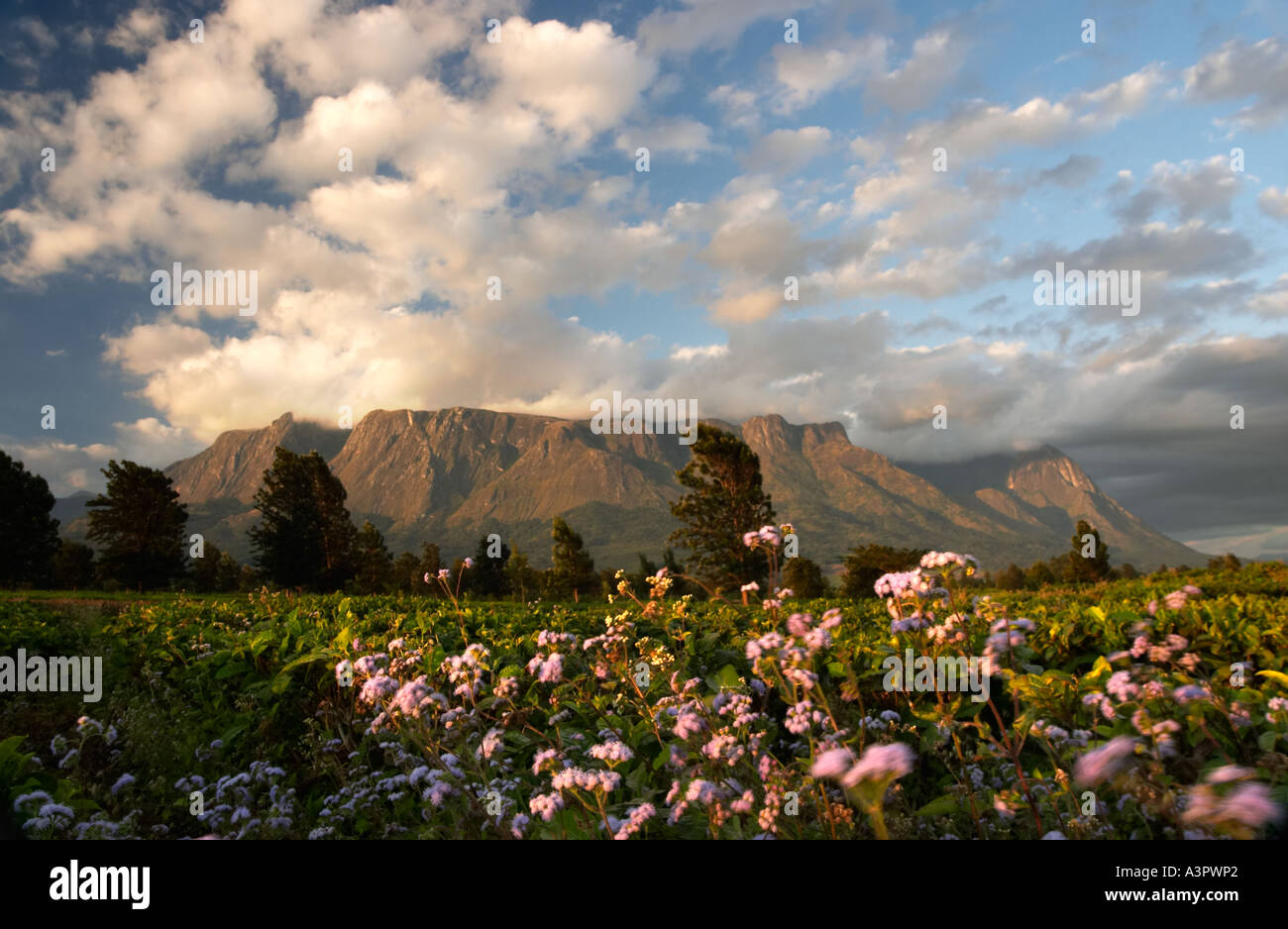Mulanje Massif, Malawi Stock Photo - Alamy