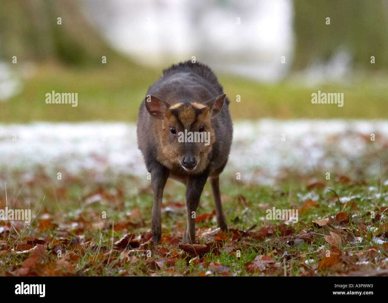 Muntjac deer during winter muntiacus hi-res stock photography and ...