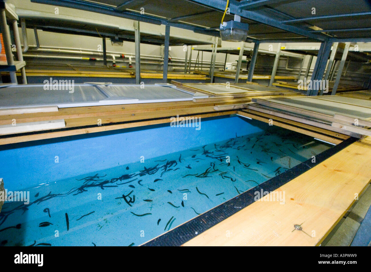 Production tank of medicinal leeches Stock Photo - Alamy