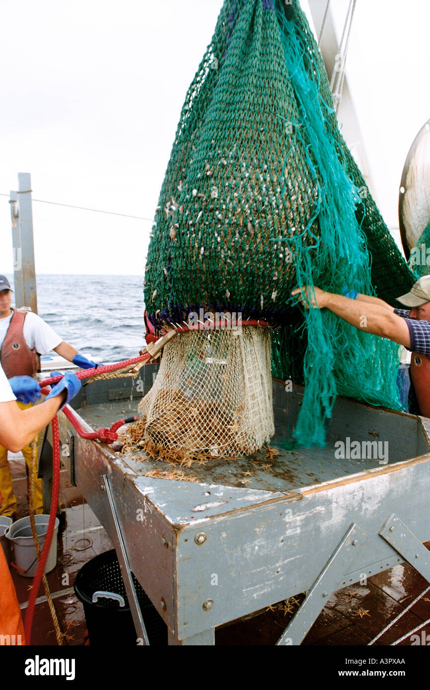 Triping the cod end of a trawl net onbaord a fishing vessel Stock Photo ...