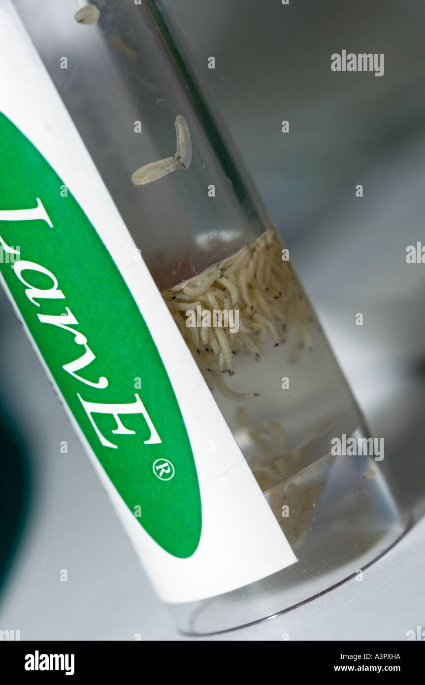 Maggots wound hi-res stock photography and images - Alamy