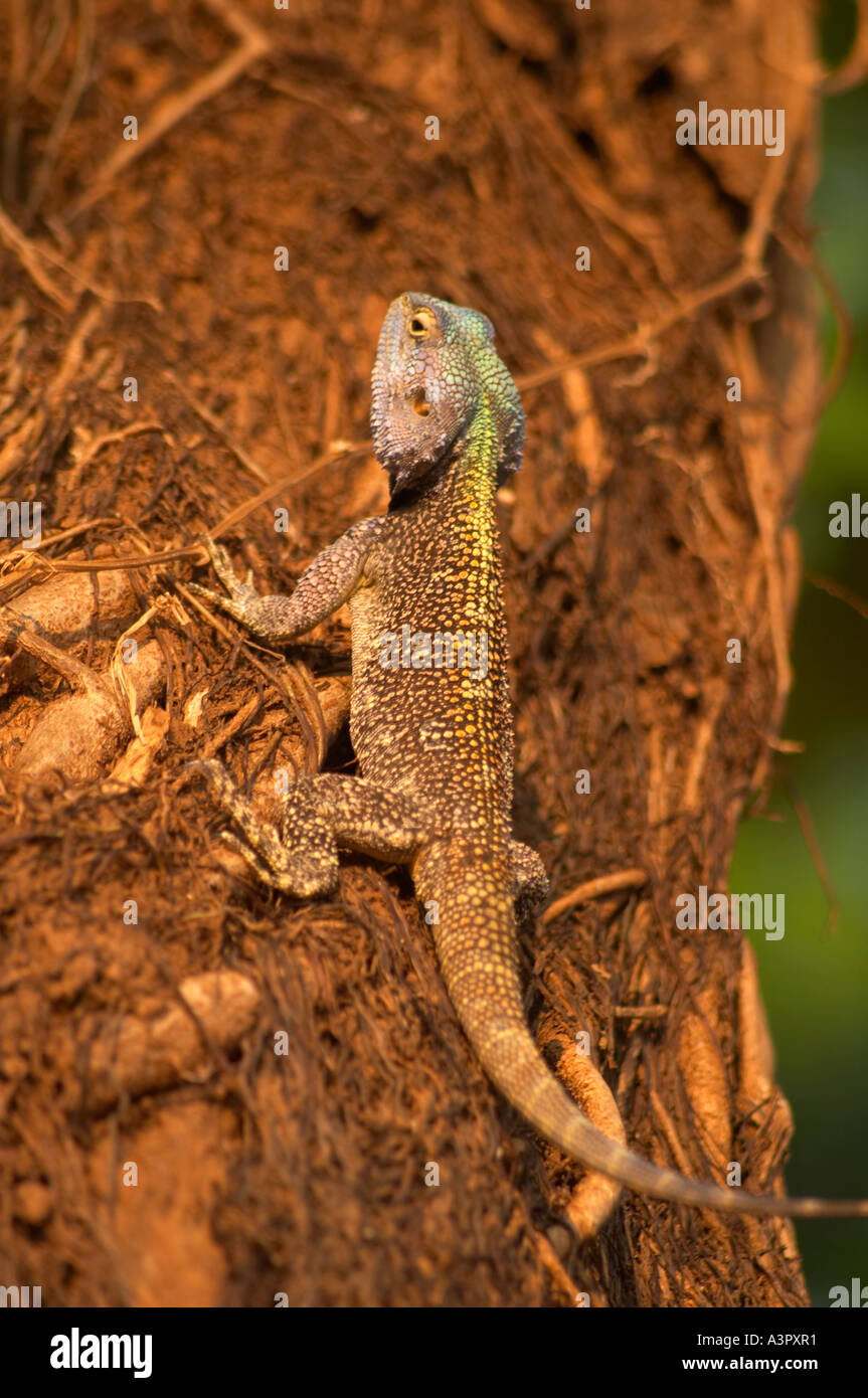 Southern Blue Headed Tree Agama (Acanthocercus atricollis Stock Photo ...