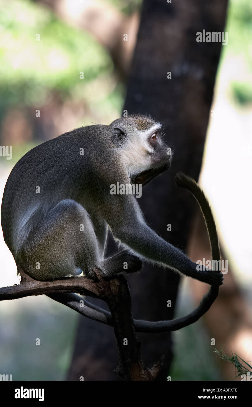 Alpha male Vervet Monkey Holding His Tail (Cercopithecus aethiops Stock ...