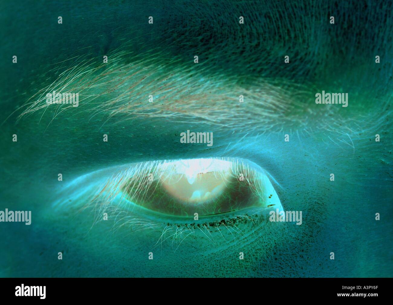 Face Close ups Stock Photo - Alamy