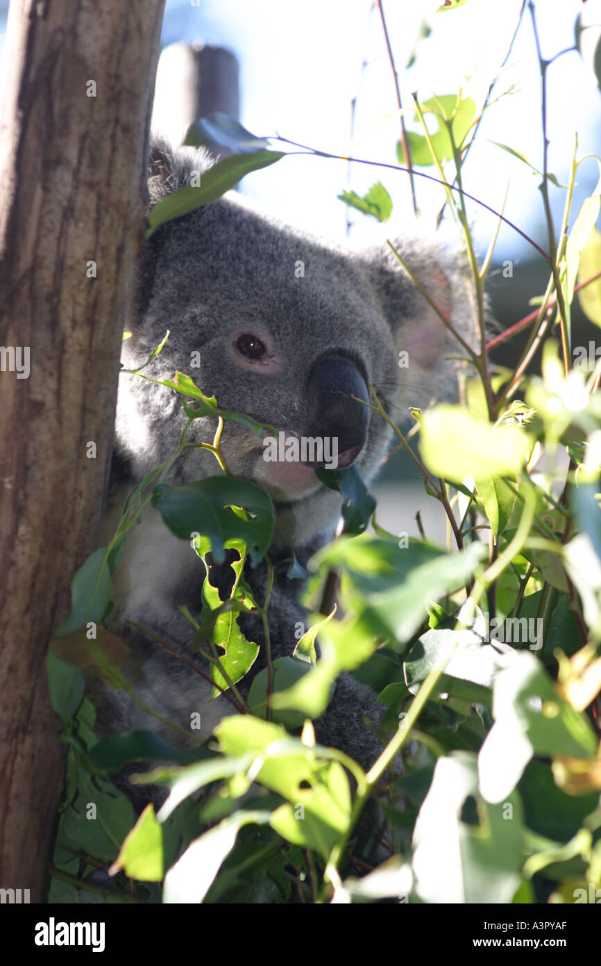 A KOALA BEAR SINSHINE COAST QUEENSLAND AUSTRALIA Stock Photo - Alamy