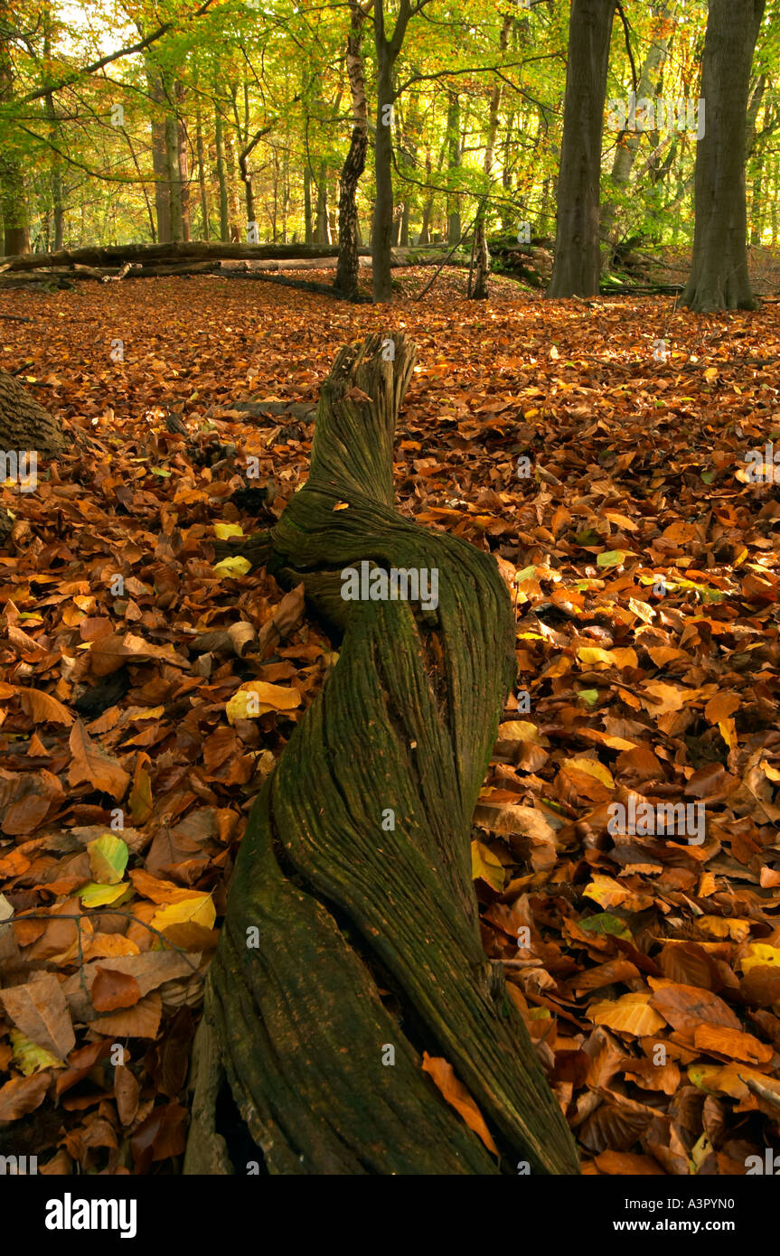 Fallen tree in woodland hi-res stock photography and images - Alamy