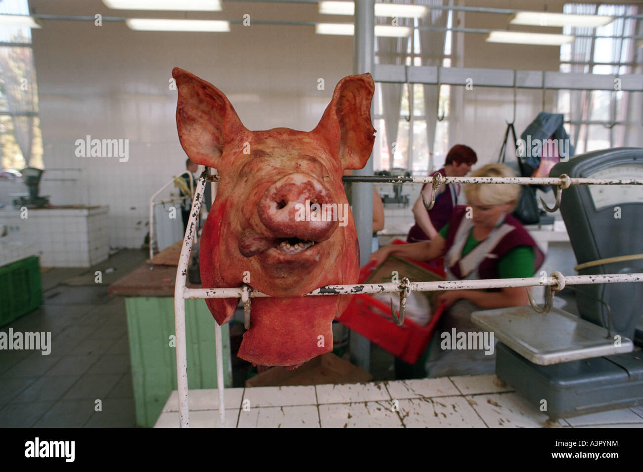 A pigs head for sale in the central marketplace in Kaliningrad, Russia ...