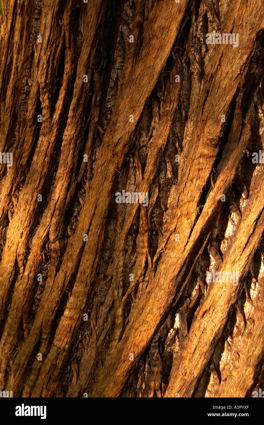 Chestnut bark hi-res stock photography and images - Alamy