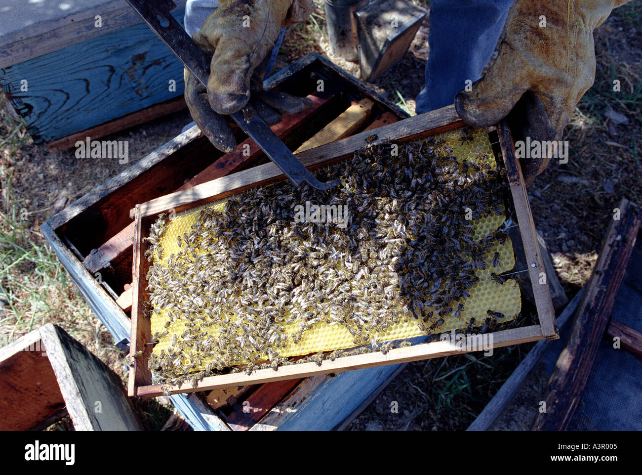 Crete honey bees hi-res stock photography and images - Alamy