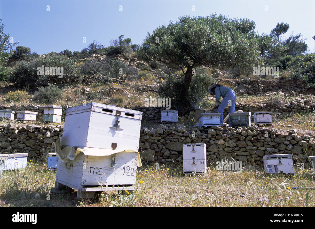 beekeeping in Crete Stock Photo - Alamy