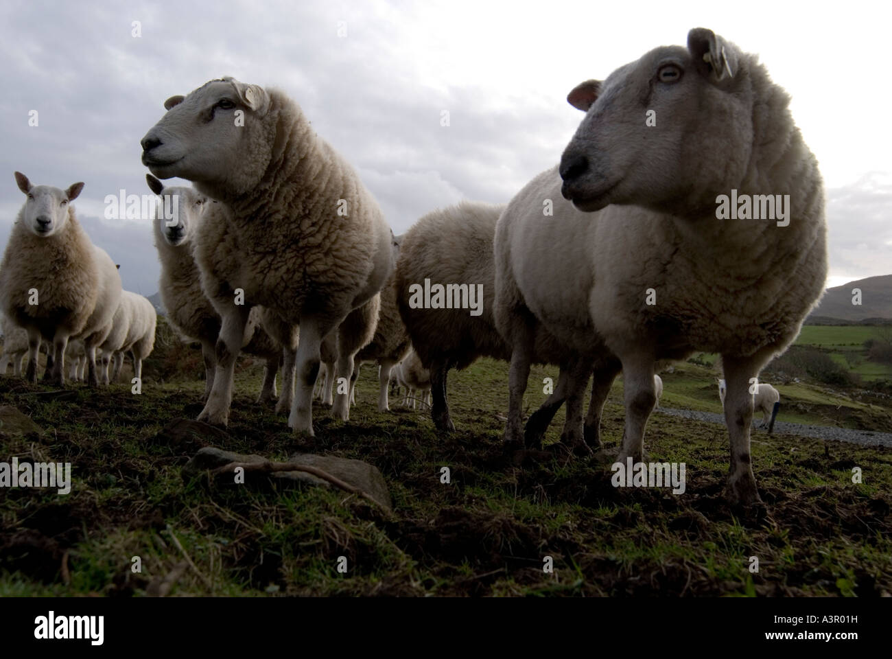 Sheep in the hills of Donegal Stock Photo - Alamy