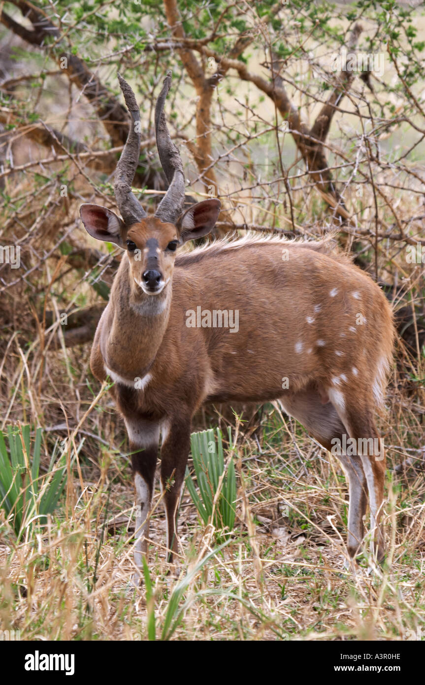 Bushbuck (Tragelaphus Scriptus Stock Photo - Alamy