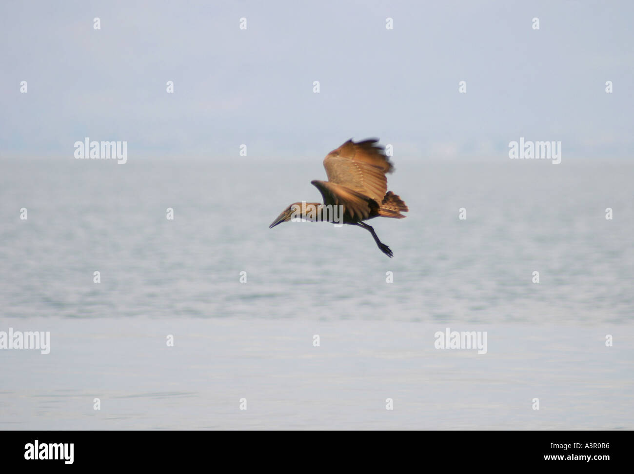 Hammerkop in Flight (Scopus umbretta Stock Photo - Alamy