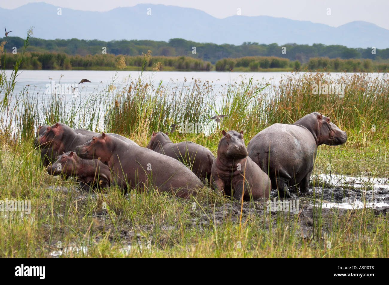 Hippopotamus mud wallow hi-res stock photography and images - Alamy