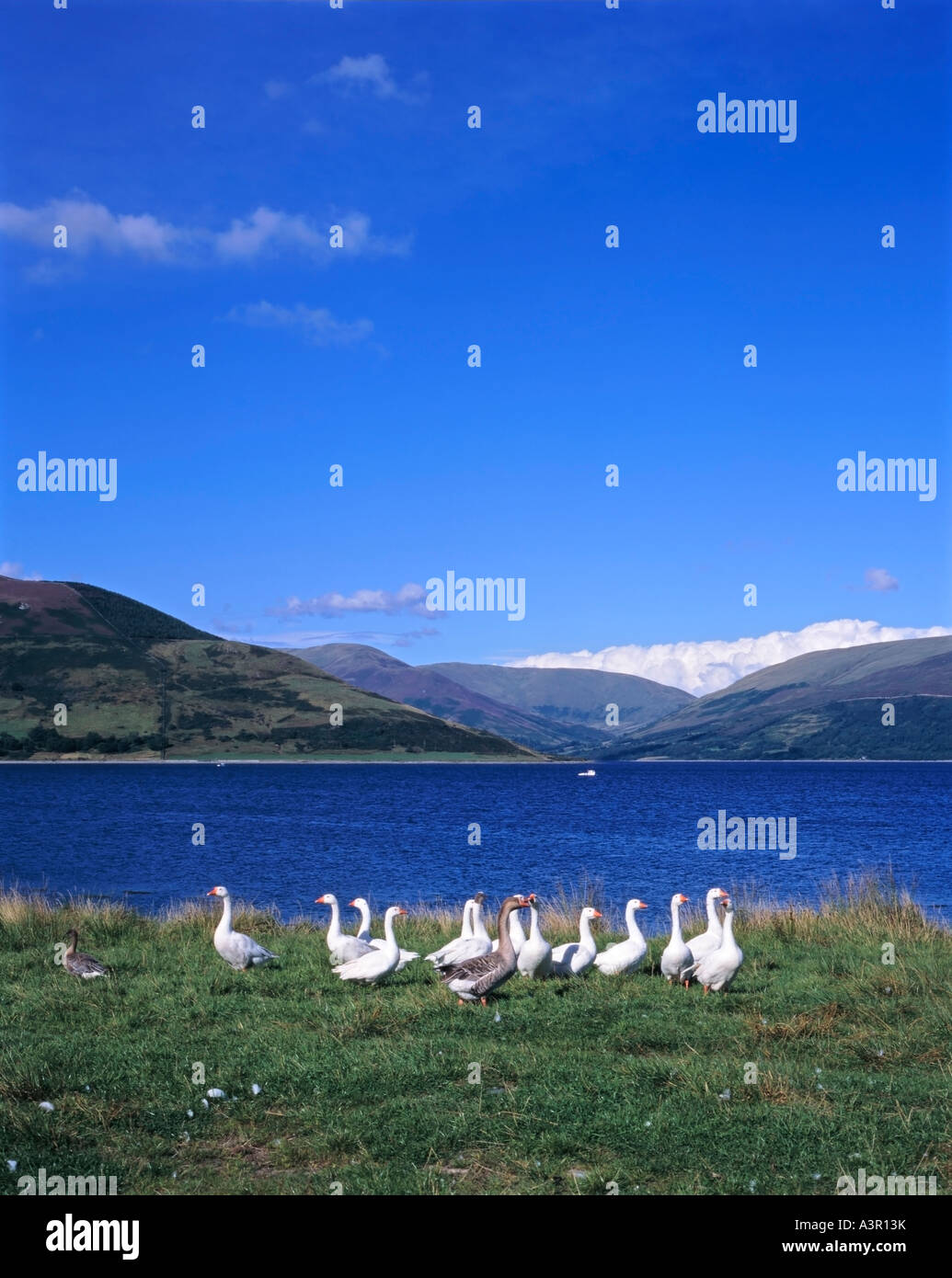 The Island of Bute looking over The Kyles of Bute Argyll Scotland Stock ...