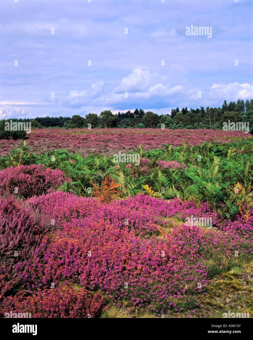 Flowering Heather or ling Calluna vulgaris at Tunstall Common Suffolk ...