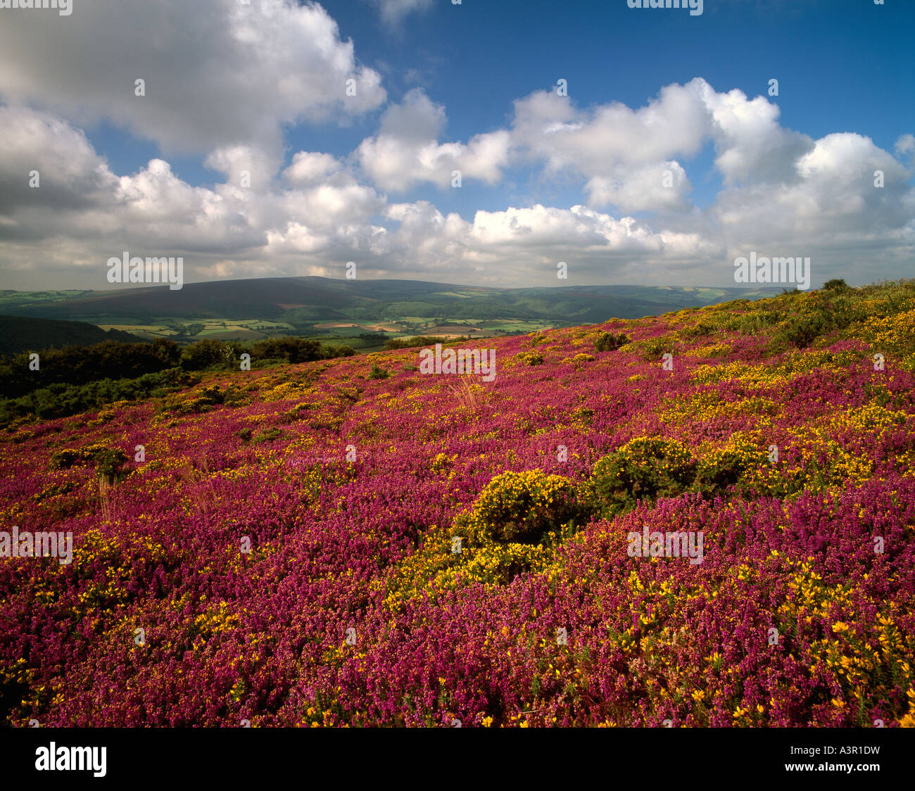 Exmoor Somerset England UK Stock Photo - Alamy