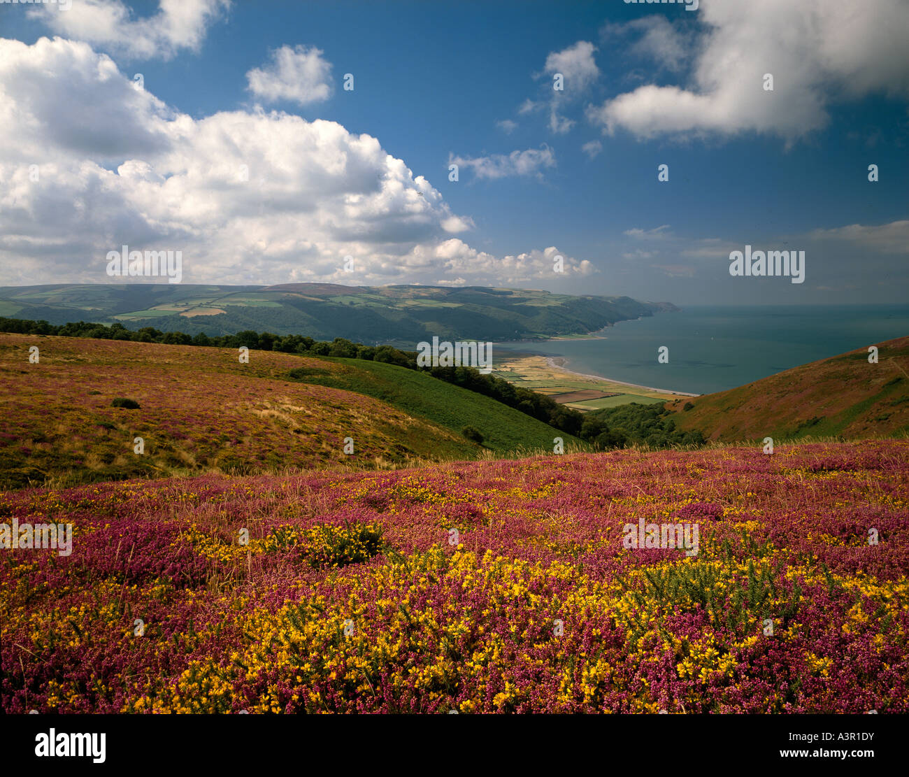 Exmoor Somerset England UK Stock Photo - Alamy