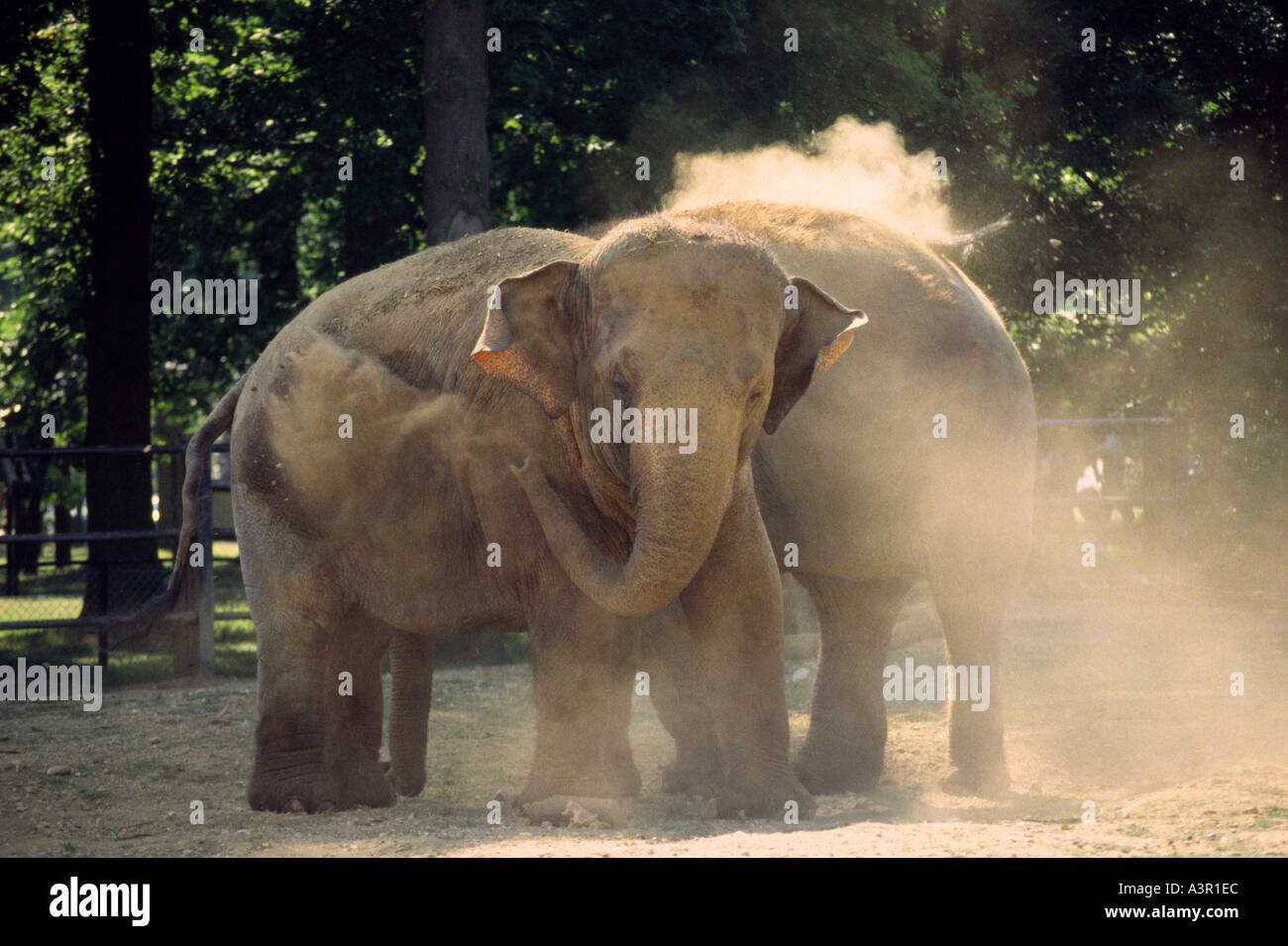 Indian Elephants Dust Bathing, Elephus maximus indicus, Elephantidae ...