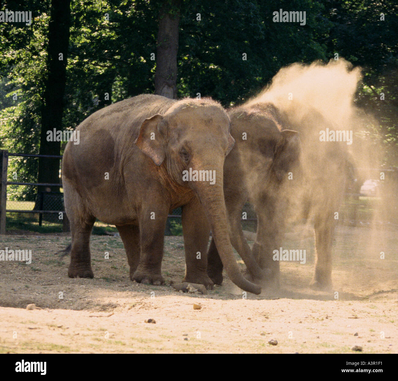 Indian Elephants Dust Bathing, Elephus maximus indicus, Elephantidae ...