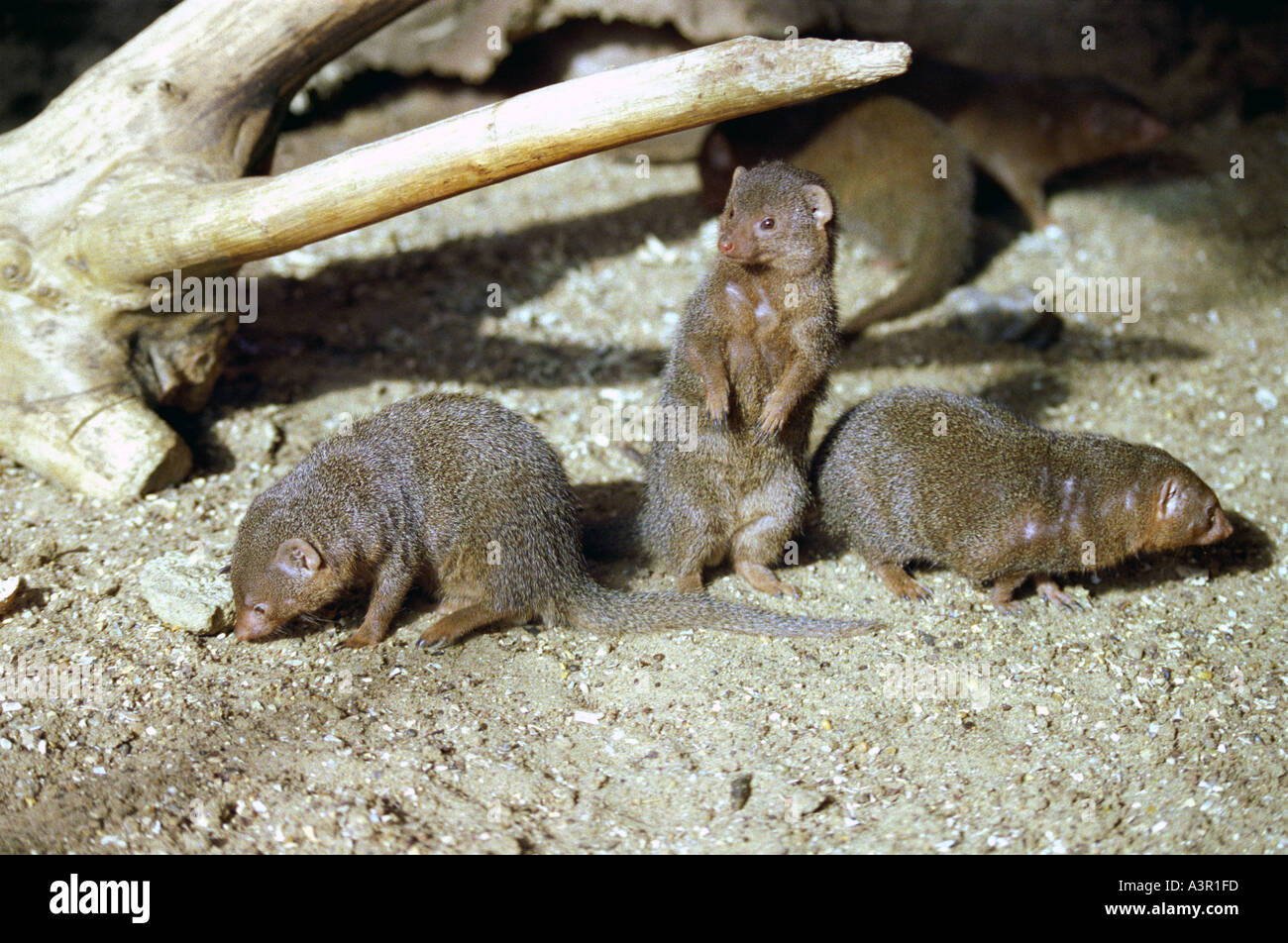 Family Group of Common Dwarf Mongoose or Pygmy Mongoose, Helogale ...