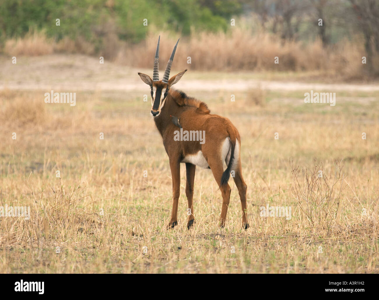 Female sable antelope hippotragus niger hi-res stock photography and ...