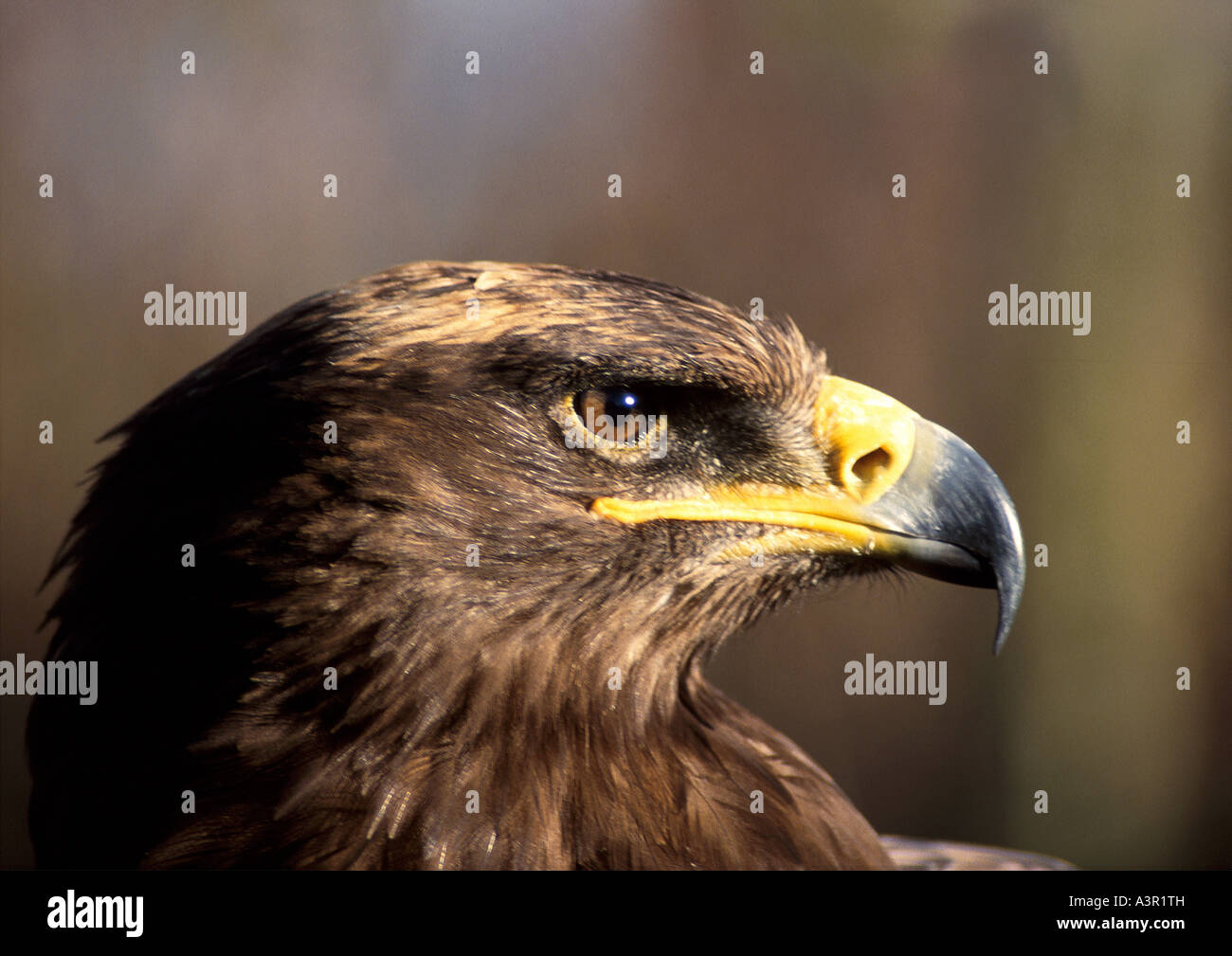 Native scottish birds hi-res stock photography and images - Alamy