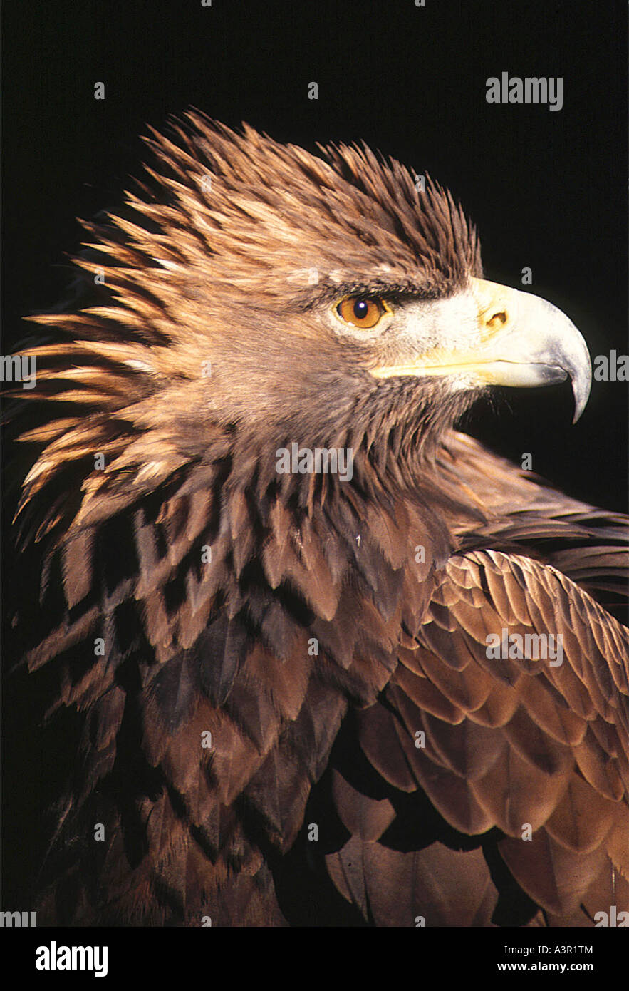 Native scottish birds hi-res stock photography and images - Alamy