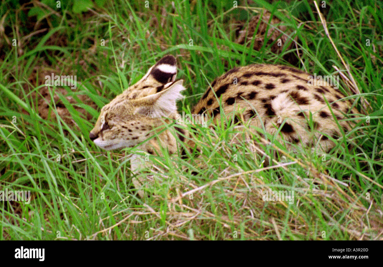 Serval Leptailurus serval, a Small African Wild Cat Stock Photo - Alamy