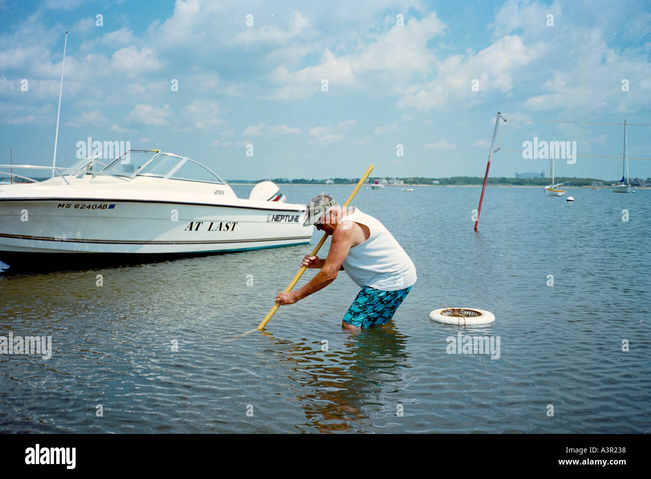 Raking the shingle for quahog clams on the shores of Buzzards Bay Cape ...