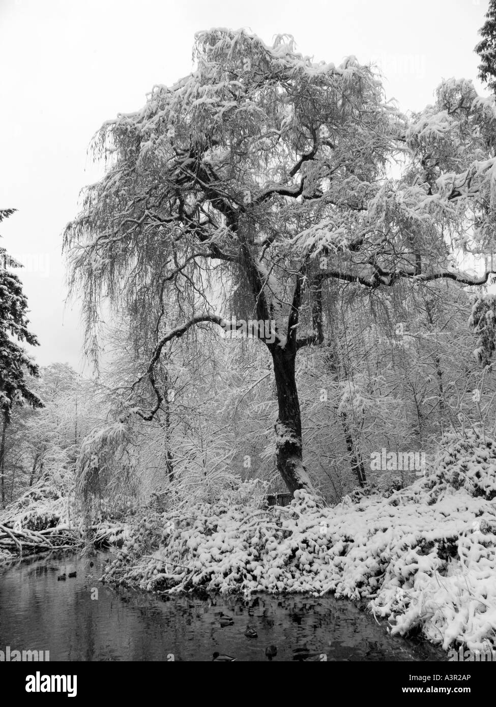 British columbia coast forest Black and White Stock Photos & Images - Alamy
