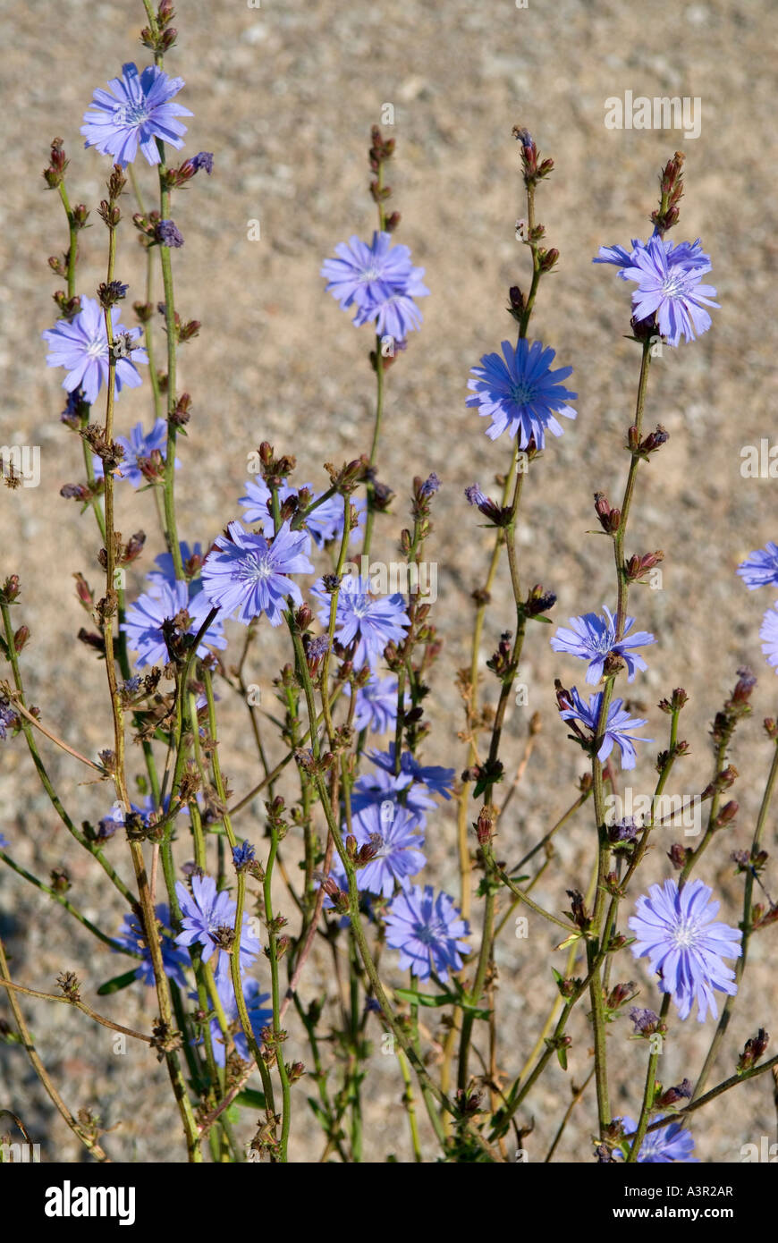 Wild chickory hi-res stock photography and images - Alamy
