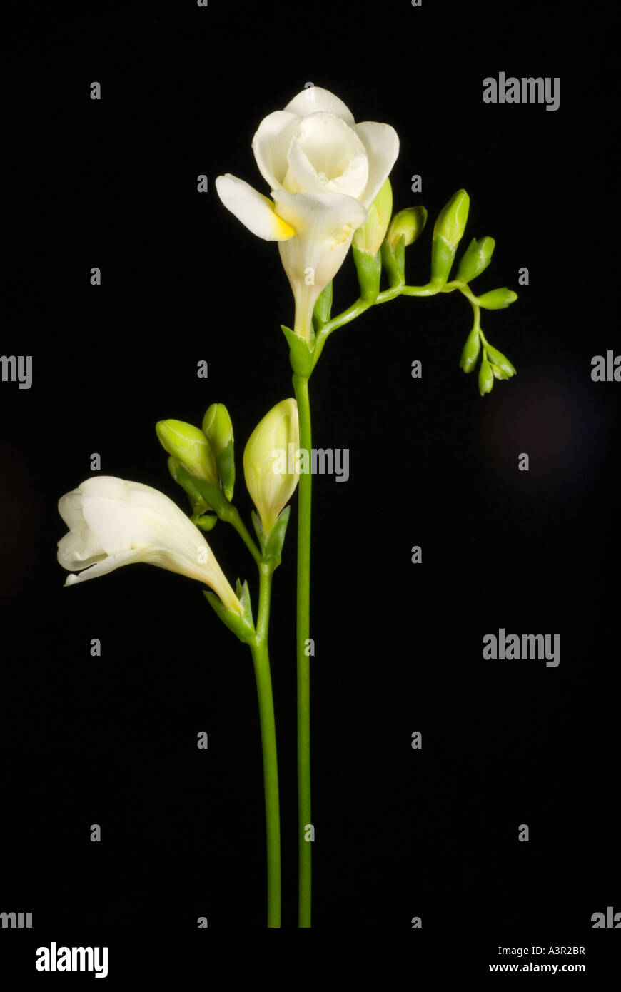 Two freesias hi-res stock photography and images - Alamy