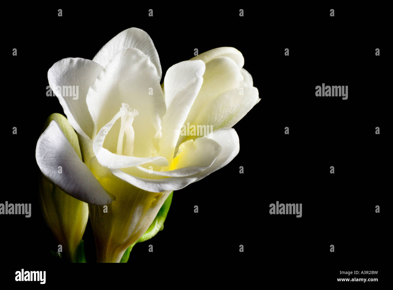 Double white freesias on black Stock Photo - Alamy