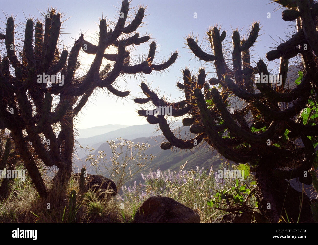 Cactus plants in the Andes mountains Peru Stock Photo - Alamy