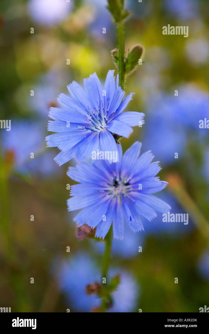 Wild chickory hi-res stock photography and images - Alamy