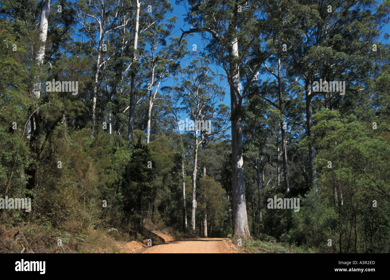 Karri Eucalyptus in Warren National park south western Australia Stock ...