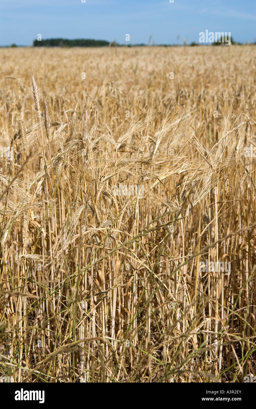 Six rowed hi-res stock photography and images - Alamy